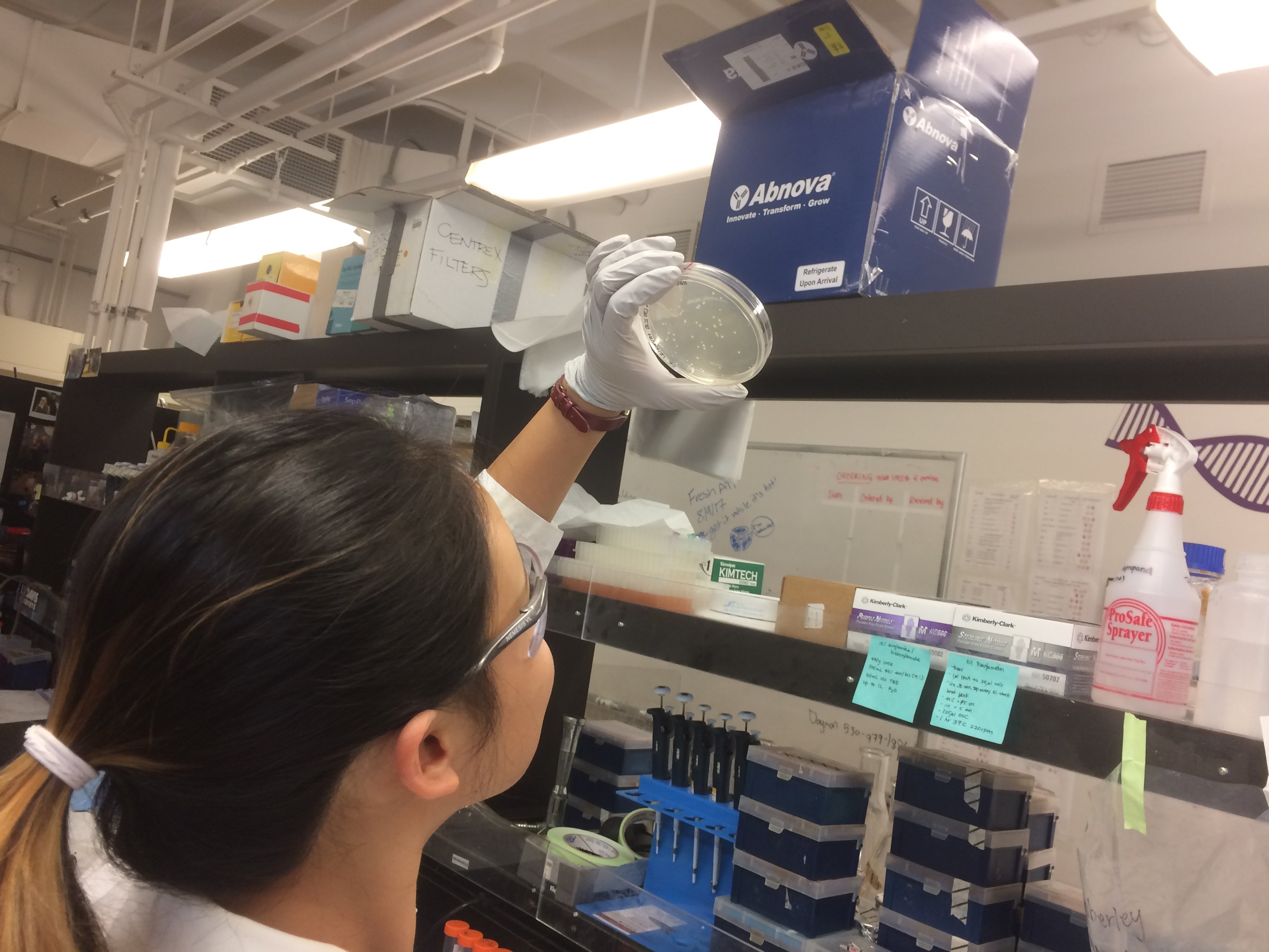 Checking for colonies – The David Lab