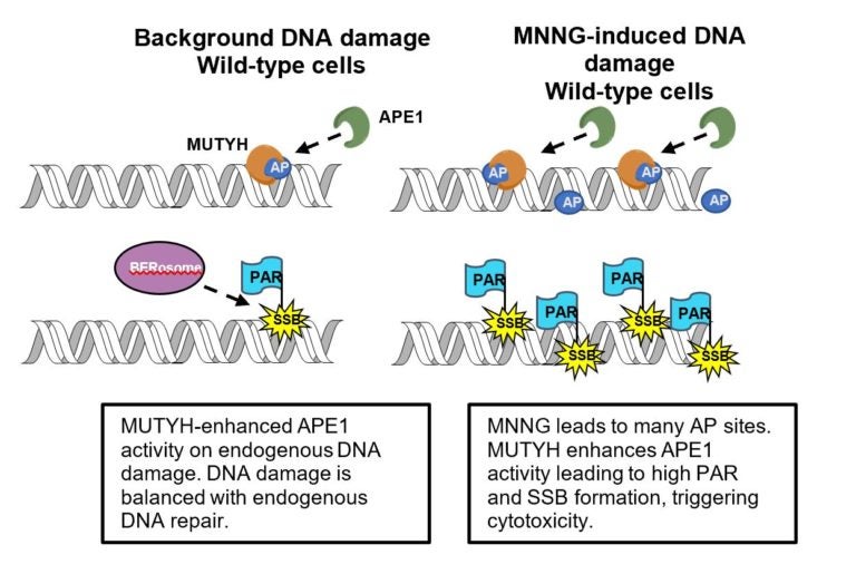 Recent Article Published by the David Lab: The DNA repair enzyme MUTYH ...