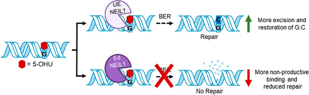 Home - The David Lab